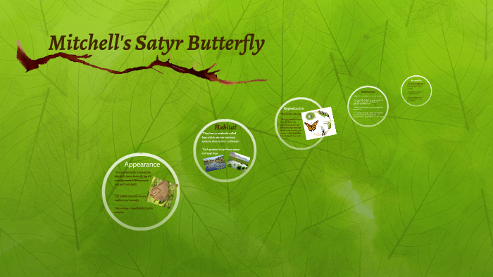 Mitchell's Satyr Butterfly by Alida Cortez on Prezi