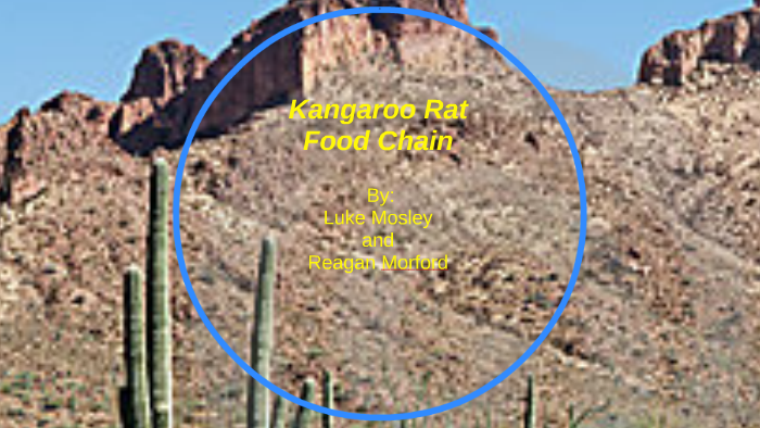 Kangaroo Rat Food Chain by Gaelstudent7 Holy Cross on Prezi