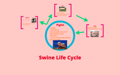 Swine Life Cycle by Emma Bartz on Prezi