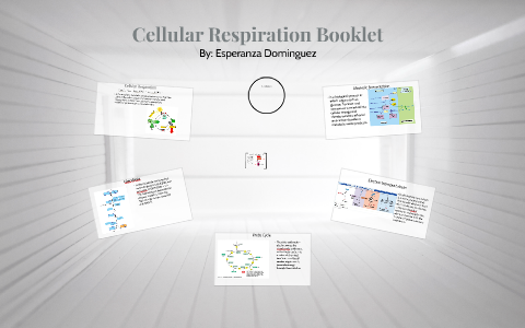 Cellular Respiration Booklet by Esperanza Dominguez on Prezi