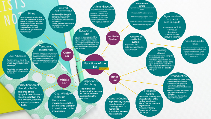 Concept Map 2: Functions of the Ear by Melody Navarro on Prezi