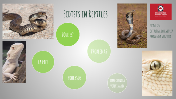 Ecdisis en reptiles by catalina Echeverria on Prezi