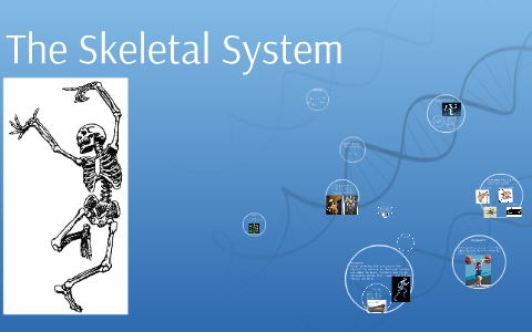 The Skeletal System by on Prezi