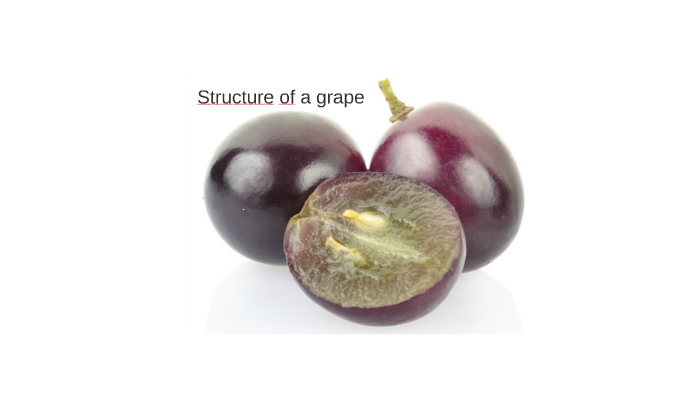 Structure of a grape by luis alejandro parraguez arias on Prezi