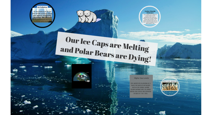 Polar Bears Losing their Habitat by Anthony Delgado on Prezi
