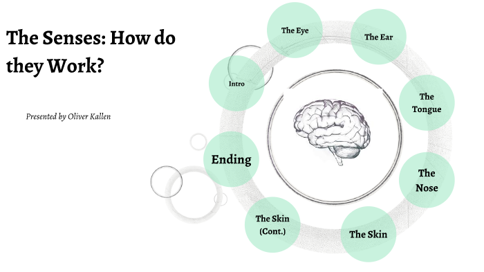 The Senses: How do they work? by Oliver Kallen on Prezi