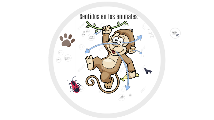 sentidos en los animales by francisco soler