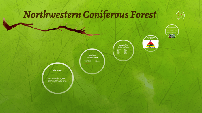 Northwestern Coniferous Forest by Noah May on Prezi