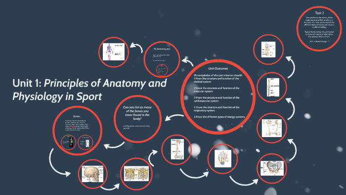 Unit 1: Principles of Physiology and Anatomy in Sport by on Prezi
