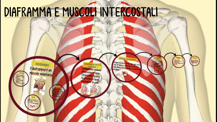 DIAFRAMMA E MUSCOLI INTERCOSTALI by francesca tomesani on Prezi