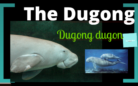 Dugong Taxonomy by Kian Rice on Prezi