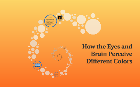 How the Brain Perceives Colors by Daniel Rodgers on Prezi