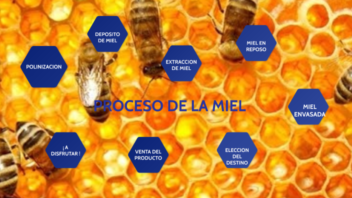 PROCESO DE LA MIEL by Jesus Alberto Morgado Sanchez on Prezi