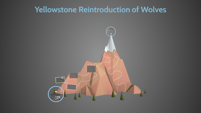 Yellowstone Reintroduction of Wolves by Jordan Wolf on Prezi