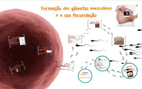 Formação dos gâmetas masculinos e a sua fecundação by Beatriz Miranda ...