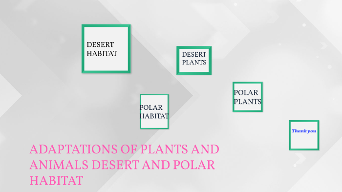 ADAPTATIONS OF PLANTS AND ANIMALS IN DESERT AN POLAR HABITAT by Elsa ...