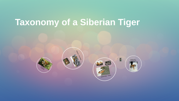 Taxonomy of a Siberian Tiger by anna goains on Prezi