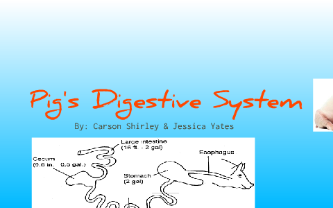 The pigs digestive system by Deborah Shirley on Prezi