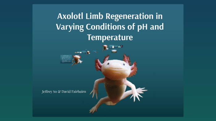 Axolotl Limb Regeneration by on Prezi