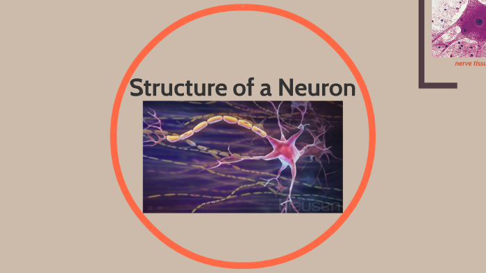 Structure of a Neuron by marie phillips on Prezi