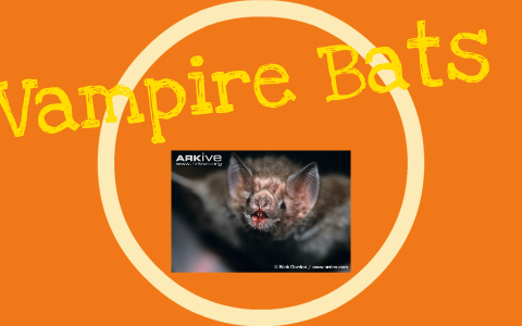 Animal Adaptation Project: Vampire Bats by Hooman Ramezani on Prezi