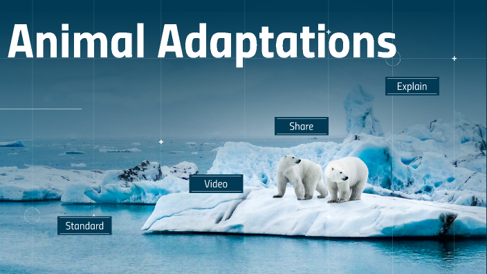 Polar Bear Adaptations by Valerie Henson on Prezi