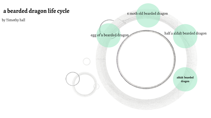 the life cycle of a bearded dragon by timothy hall on Prezi