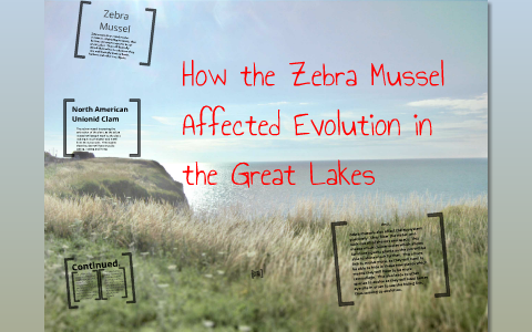How Zebra Muscles Affected Evolution in the Great Lakes by A H on Prezi