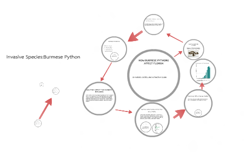 Invasive Species:Burmese Python by Miguel Castellano on Prezi