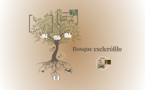 Bosque esclerófilo by Camila Fuentes