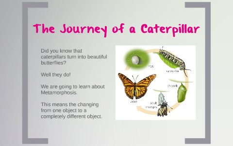 The Journey of a Caterpillar by Sara Wiser on Prezi