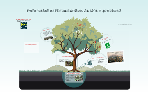 What is Urbanization/Deforestation? by Brienne Herbert on Prezi