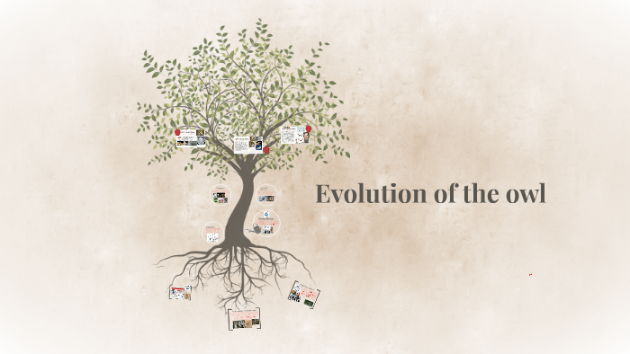 Evolution of the owl by clive maughan on Prezi