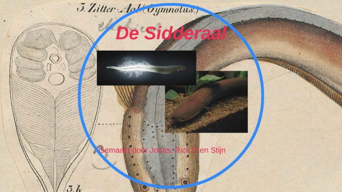 De Sidderaal by stijn Gerritsen on Prezi