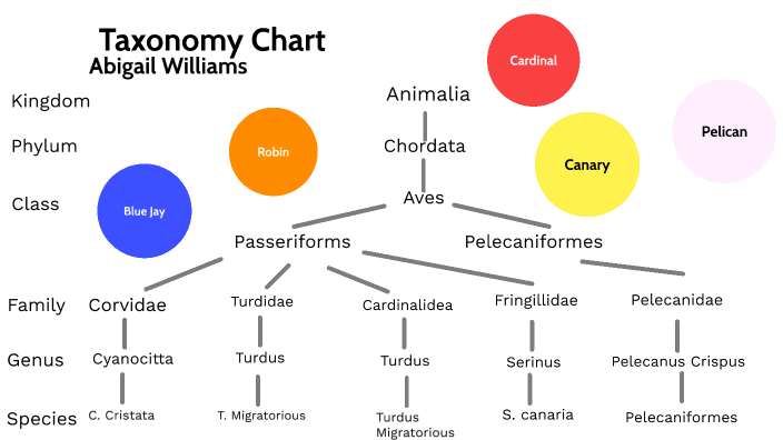 Bird Taxonomy Chart by Abigail Williams on Prezi