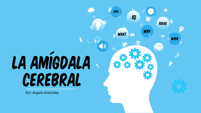 LA AMÍGDALA CEREBRAL by Angela Arancibia on Prezi