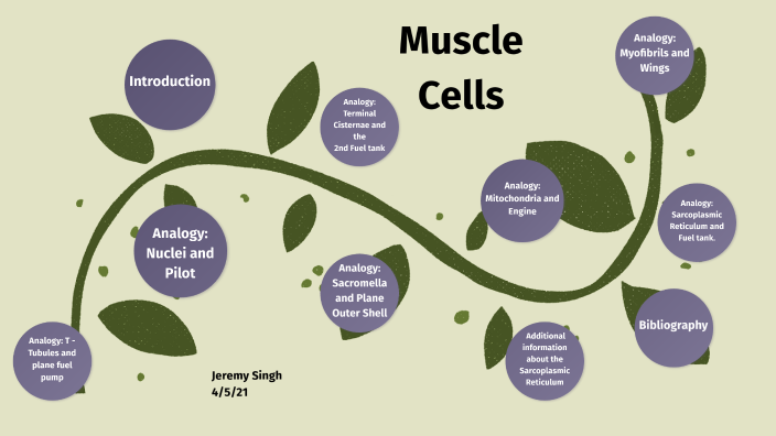 Muscle Cell Project by jeremy Singh on Prezi