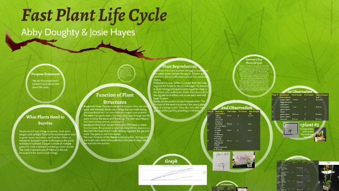 Fast Plant Life Cycle Presentation by josie hayes on Prezi
