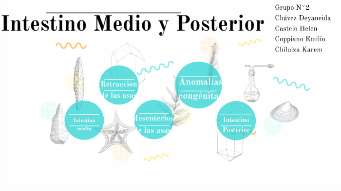 Intestino medio y posterior by Helen Castelo on Prezi