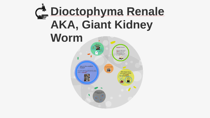Dioctophyma Renale AKA, Giant Kidney Worm by Kelly Driscoll on Prezi