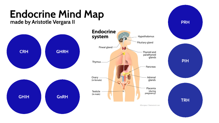 Endocrine Mind Map by A V on Prezi