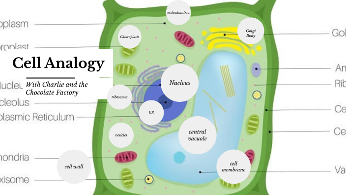 cell analogy by Daphne Kim on Prezi