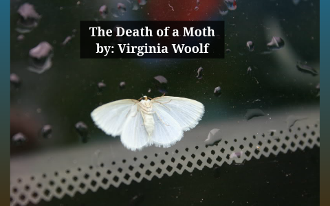 The Death of a Moth by Natalie Ko on Prezi