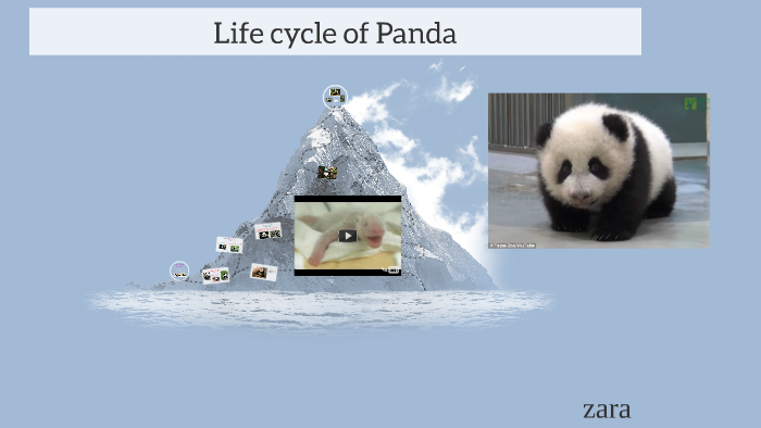 Life cycle of Panda by Sonya Ferro on Prezi
