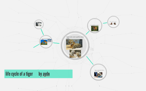 life cycle of a tiger by Aydn Z on Prezi