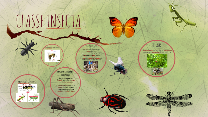 CLASSE INSECTA by Larissa Brasil on Prezi