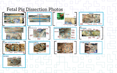 Fetal Pig Dissection Photos by Addie B on Prezi