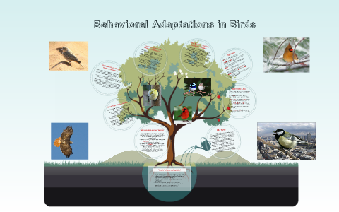 Behavioral Adaptations in Birds by Madeleine Mullane on Prezi