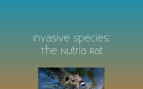 Invasive Species: The Nutria Rat by R Smith on Prezi