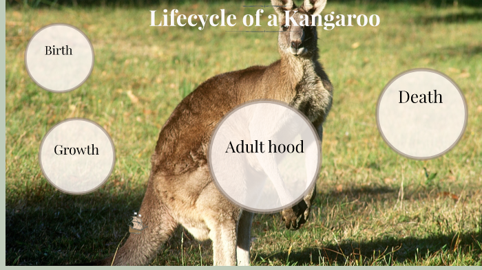 Life cycle of a Kangaroo by Jayme Toroz on Prezi